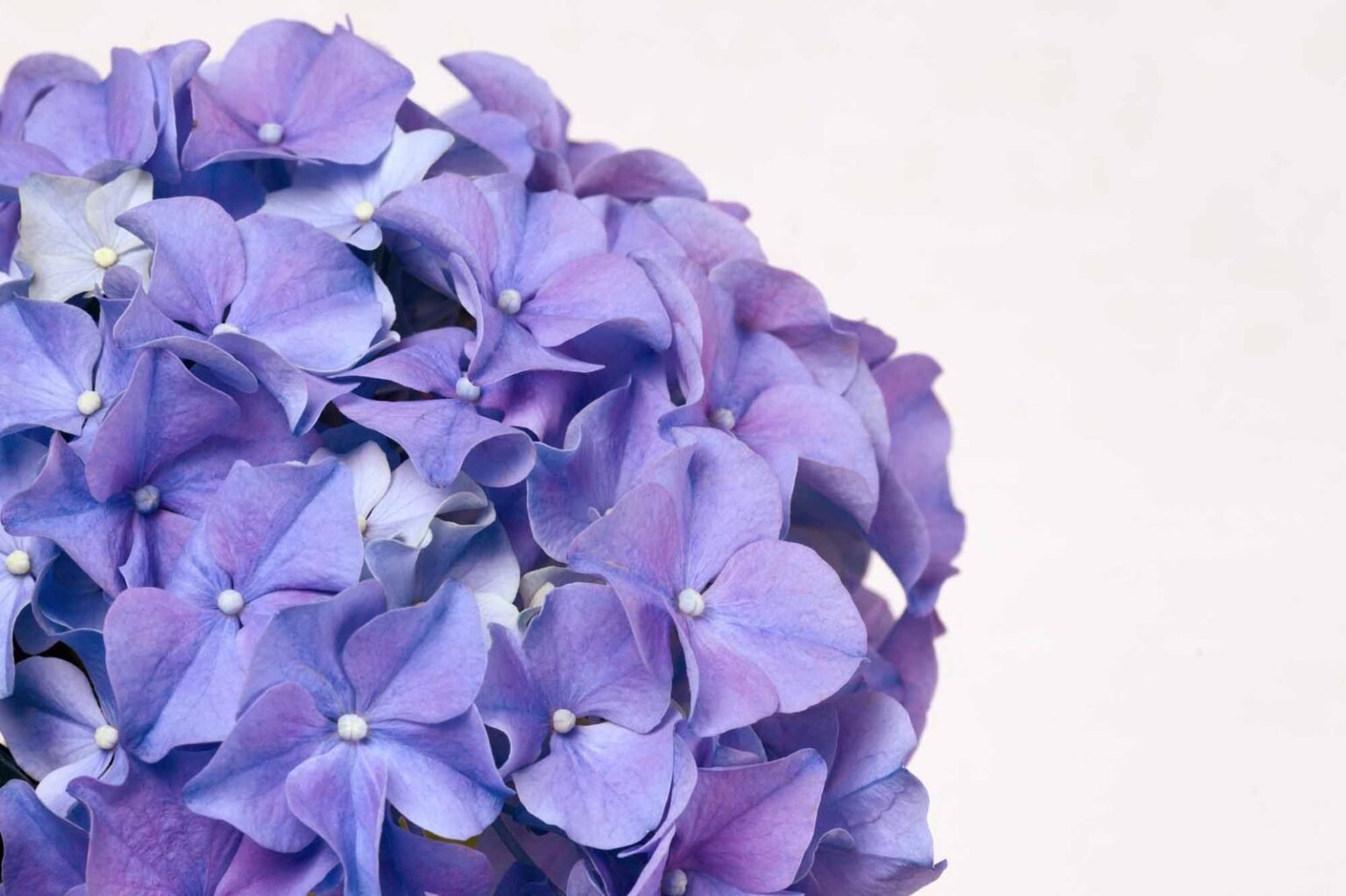 Fine Fragnance - Sensula Fragrance